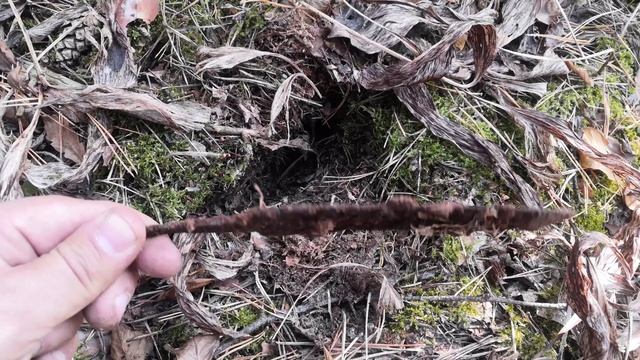 бегаю по лесу с металлоискателем .mp4