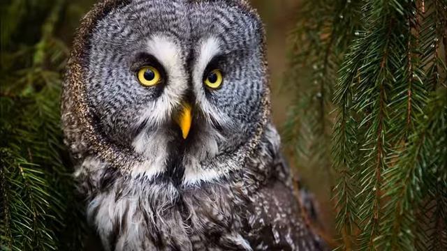 Оптина - Шестой псалом