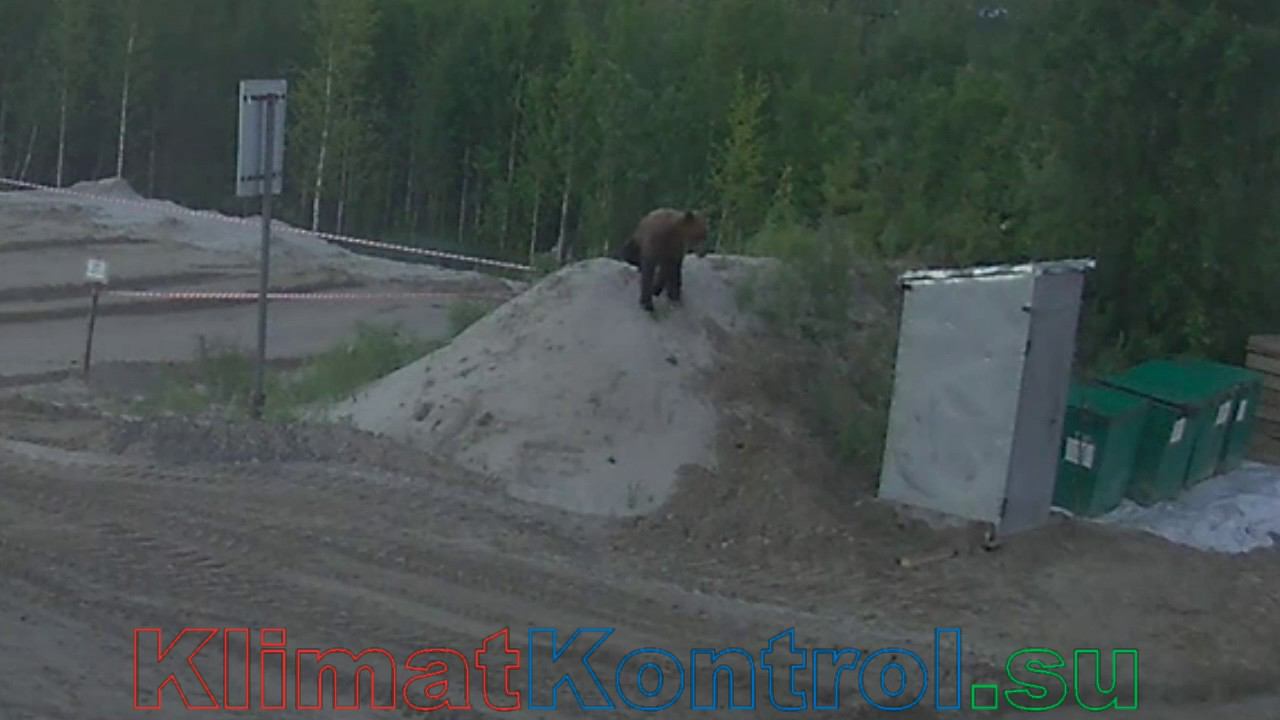 Белая ночь и хозяин тайги