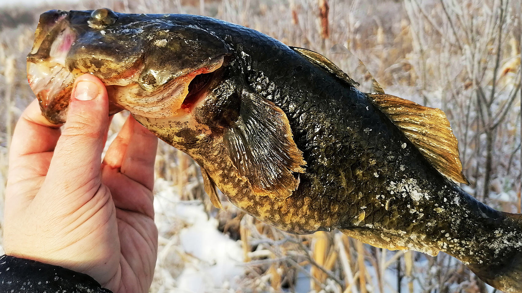 ПОЛУКИЛОГРАММОВЫЙ РОТАН ЗАЖИГАЕТ! Первый лед 2022-2023 Крупный ротан крутит катушку НЕ ХУЖЕ щуки
