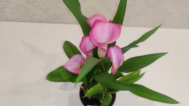 #ЦветыВместе #Callalucious (Calla Lyly) Калла микс