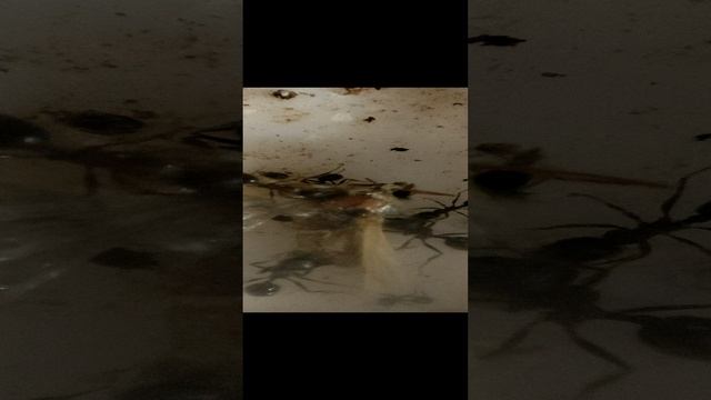 Поедание мотылька жнецами