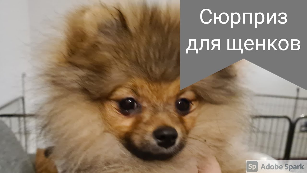 Наши малыши шпицы, первый раз увидели снег,  делимся впечатлениями!.mp4