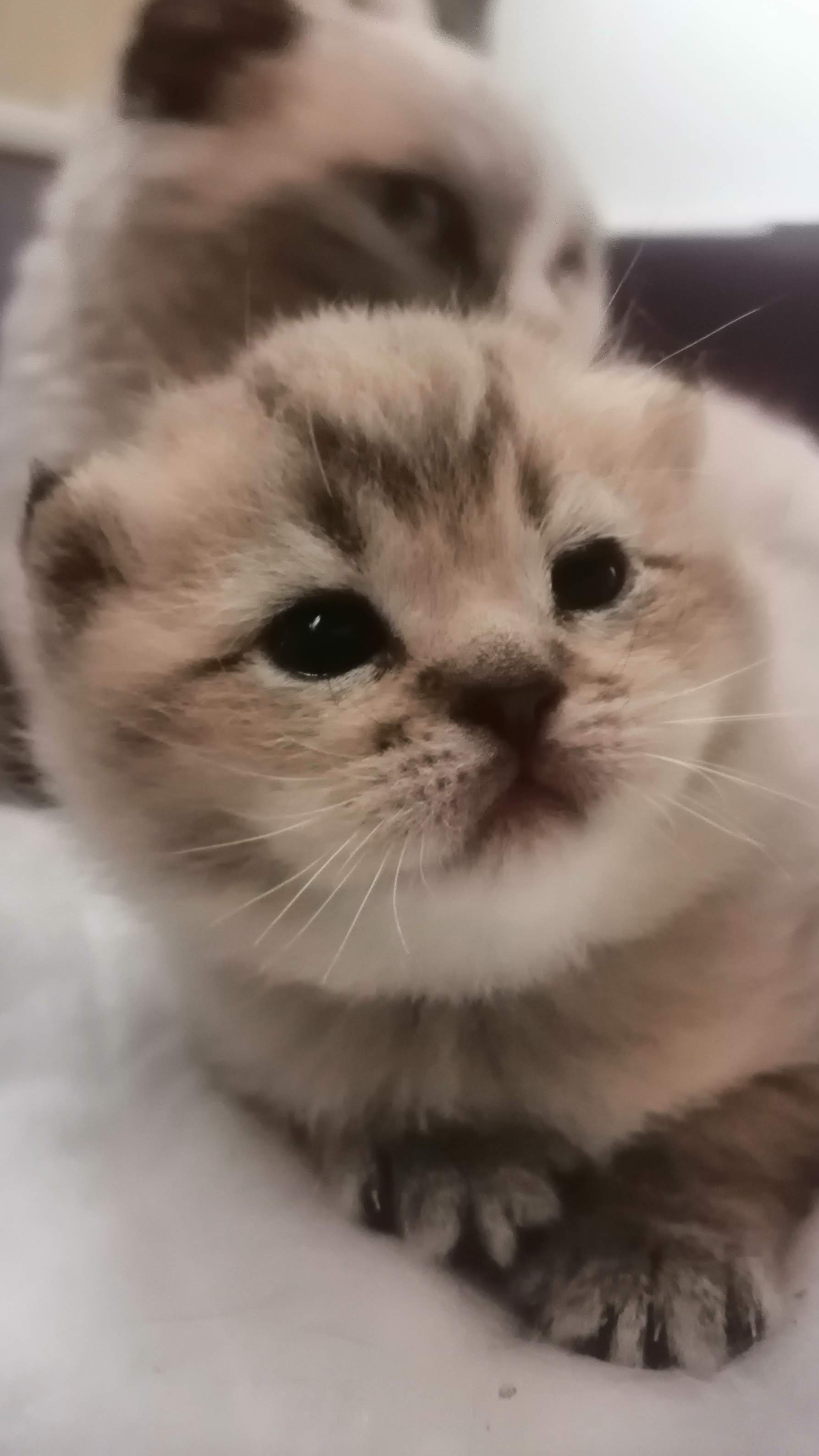 Милый котёнок