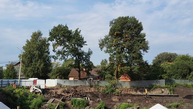 Дубы до спила