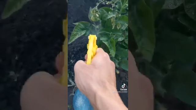 ? Как увеличить урожайность томатов