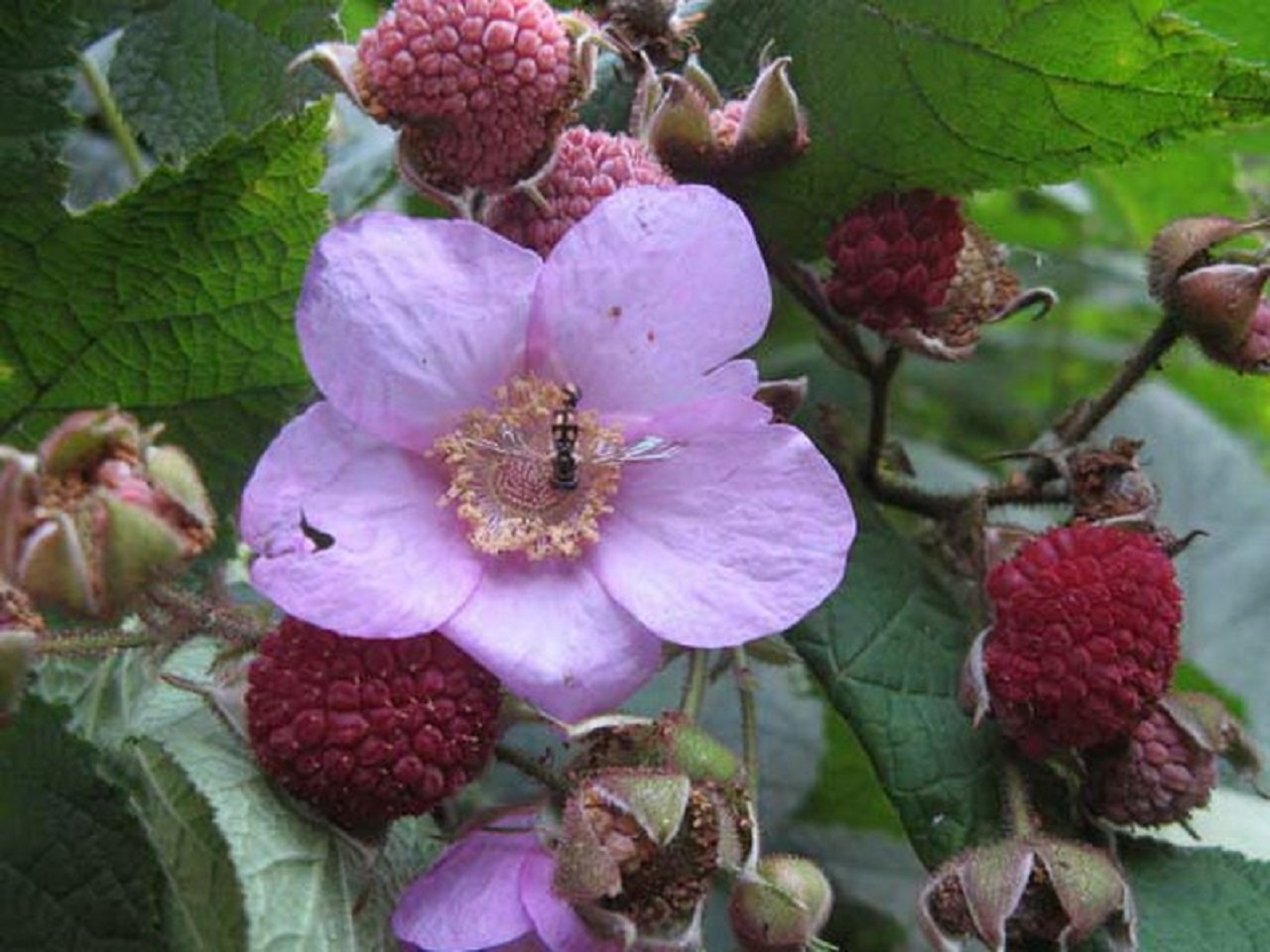 Одной ягодки хватит, чтобы в доме стоял аромат МАЛИНЫ