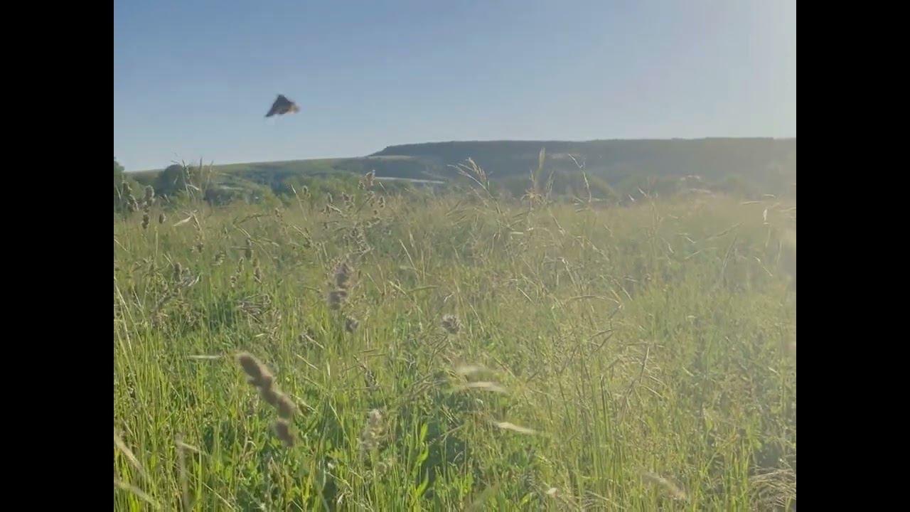 Музыка для сна / Луг в июне, пение птиц, цикады / Музыка для медитаций, йоги