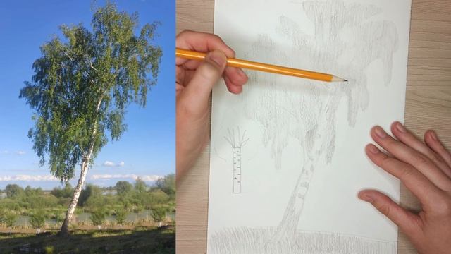 зарисовка березы.mp4