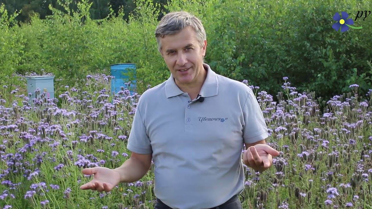 Формула сорняка. Что такое сорняк?