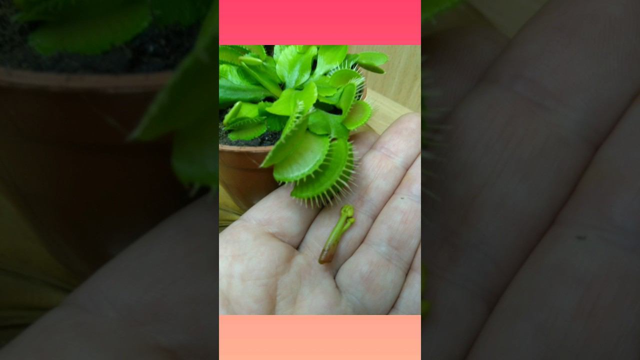 Цветы ей не к лицу. Цветение дионеи мухоловки. Что делать с цветоносами дионеи мухоловки.