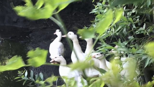 Утки муларды 45 дней. Mularda ducks are 45 days old.mp4