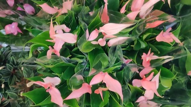 Цветы Вместе - Краткий обзор растений поступивших из Голландии 18.04.2021 (Антуриум / Anthurium)