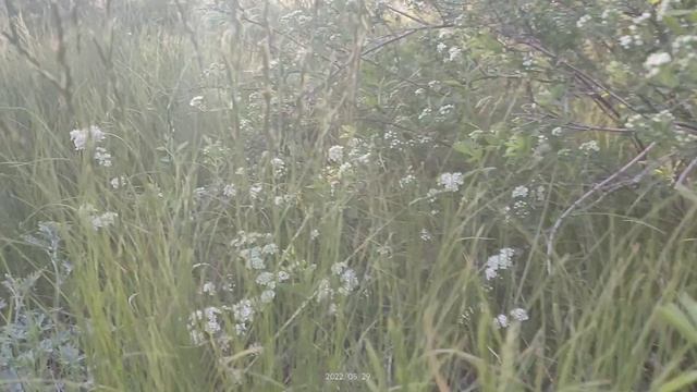 Лесные цветы