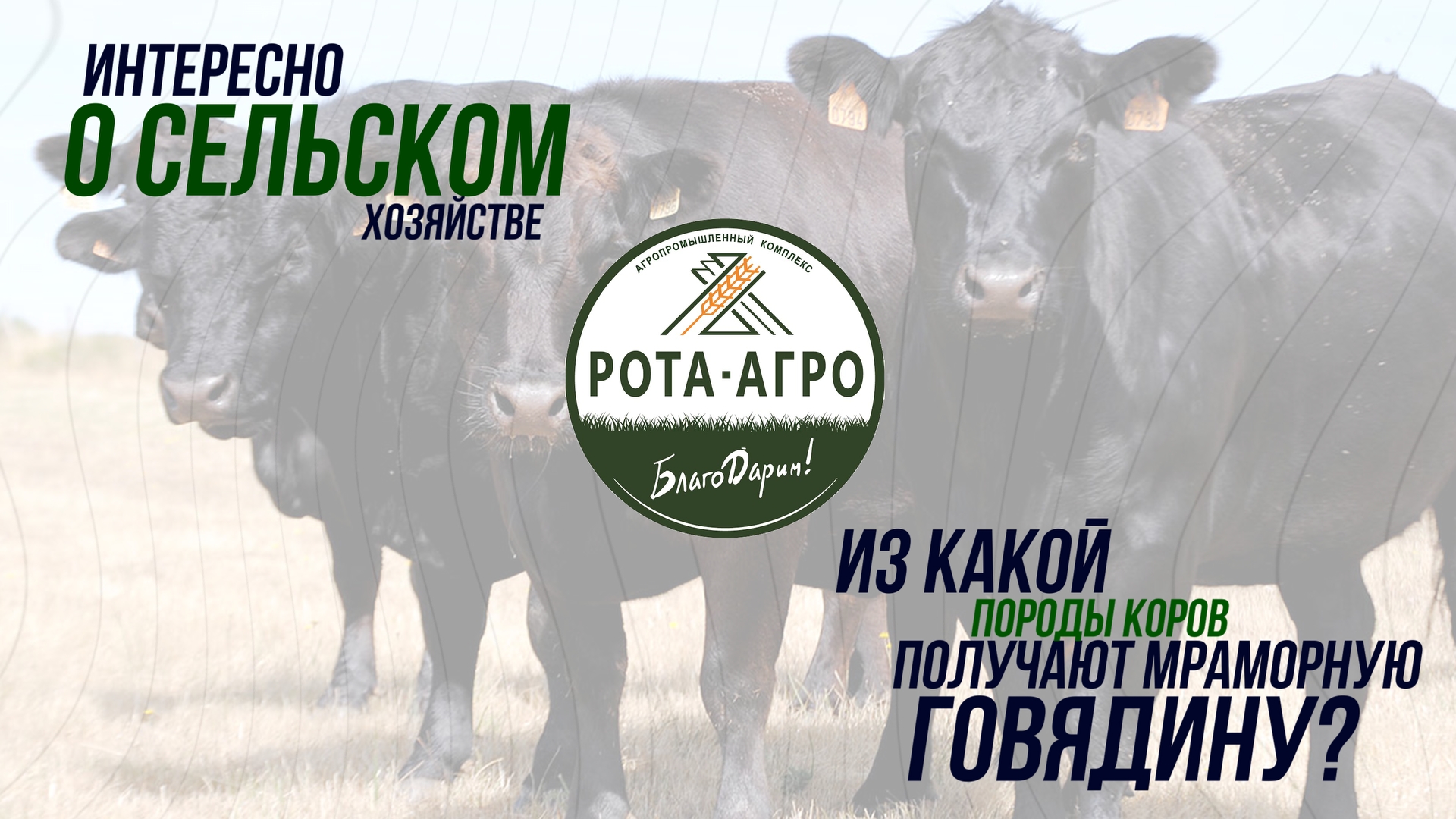 Из какой породы коров получают мраморную говядину?