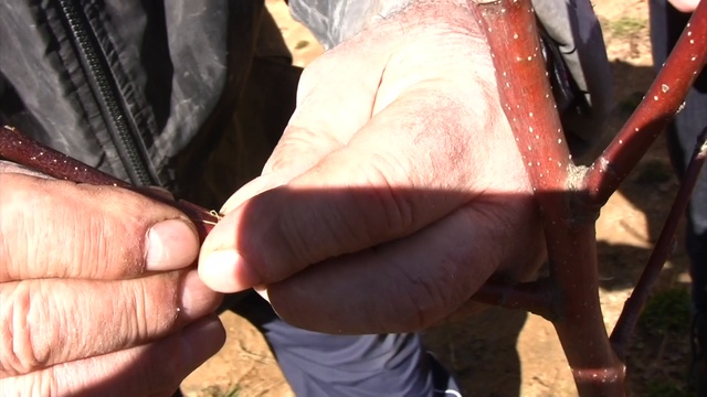 Как сделать прививку и получить хороший урожай на примере яблони Мельба.