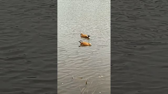 Красная птица