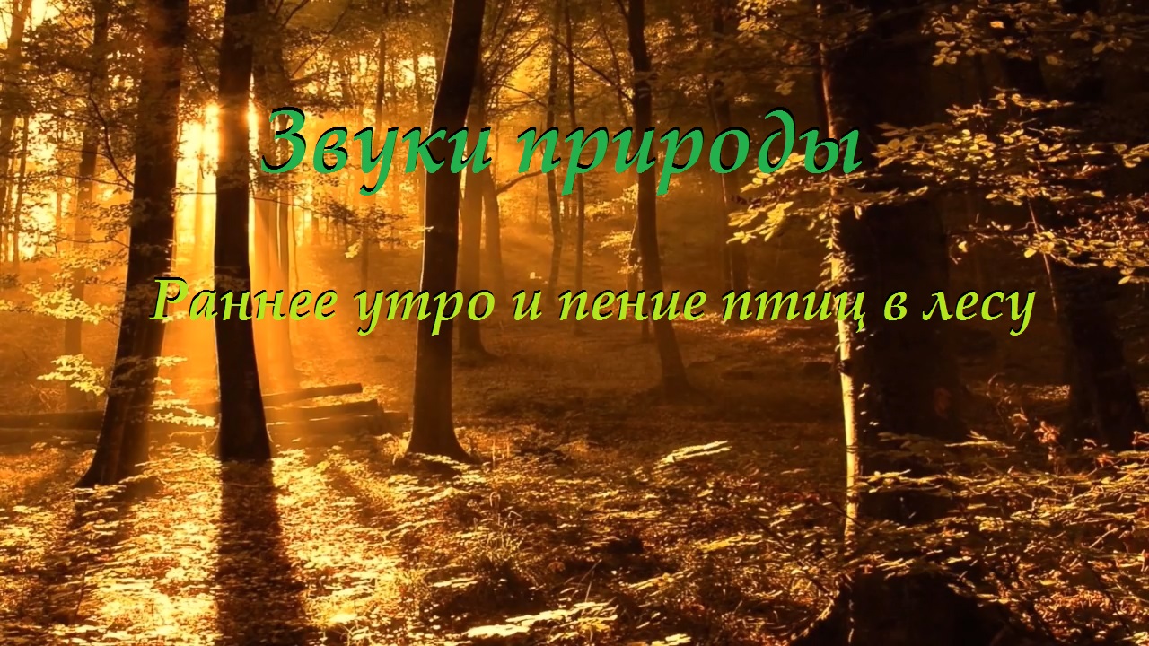Пробуждение утреннего леса Рассвет Звуки природы Пение птиц