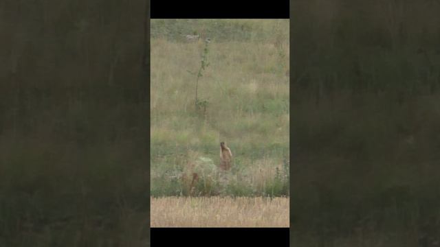 Охота на байбака. Выстрел с полетом пули разрезающей воздушное пространство. Байбак 9кг.