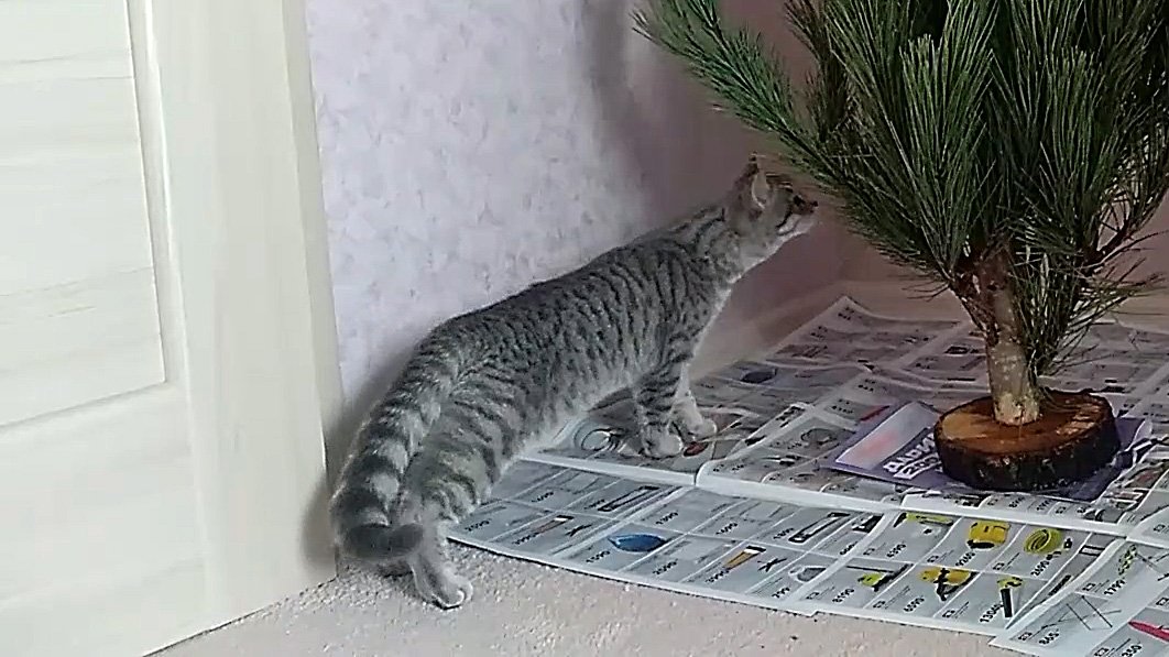 Кошка впервые видит елку.