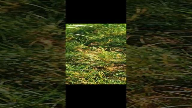 Карась на диком пруду.