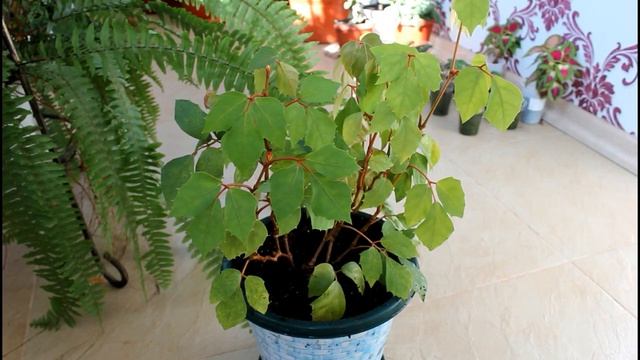 Формировка циссуса. Часть 2.__Валентина Земскова.