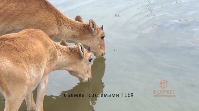 Системы дистанционной видеосъемки дикой природы Flex в работе