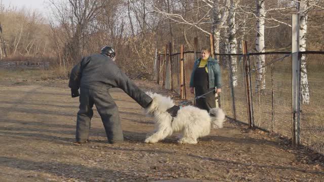 Тренировка по защите. Южно-русская овчарка Елизар. Тольятти, 22 ноября 2014.