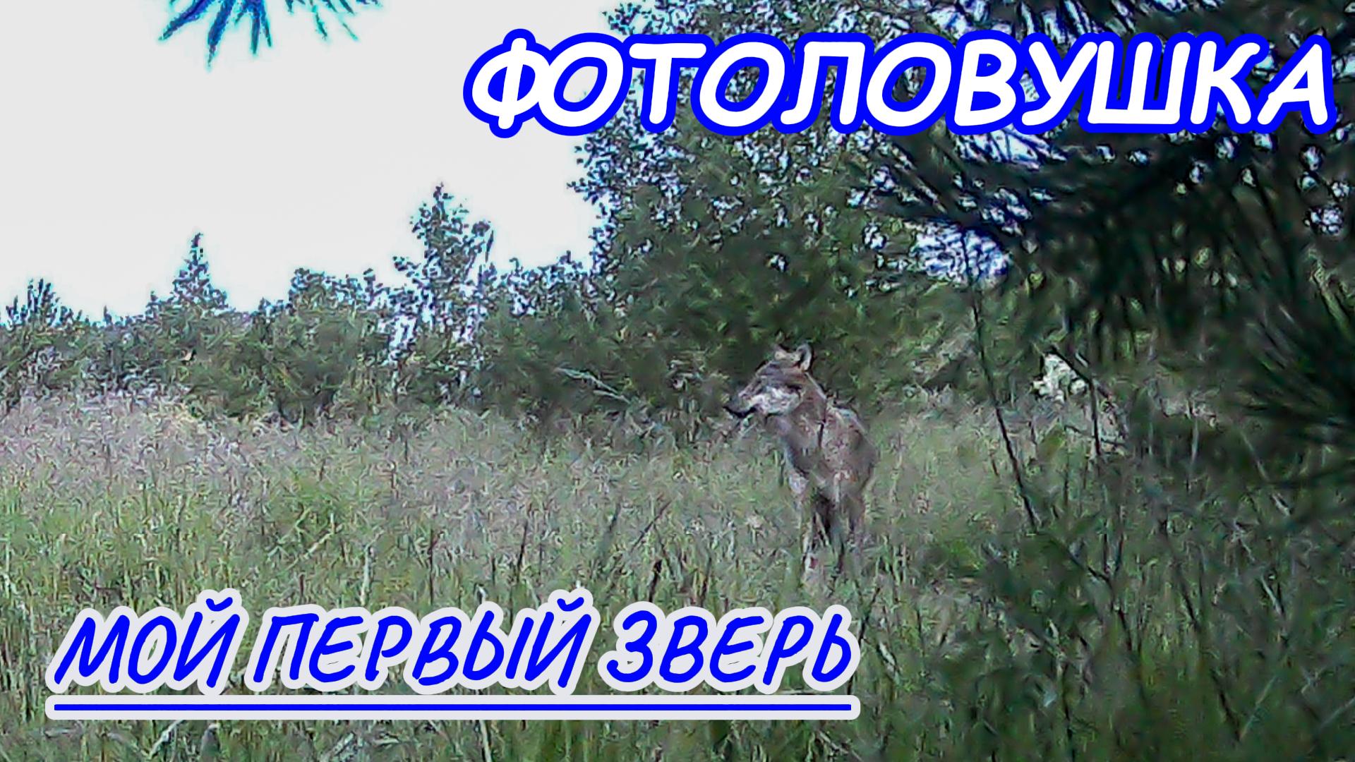 Волк, ночная фотоловушка.