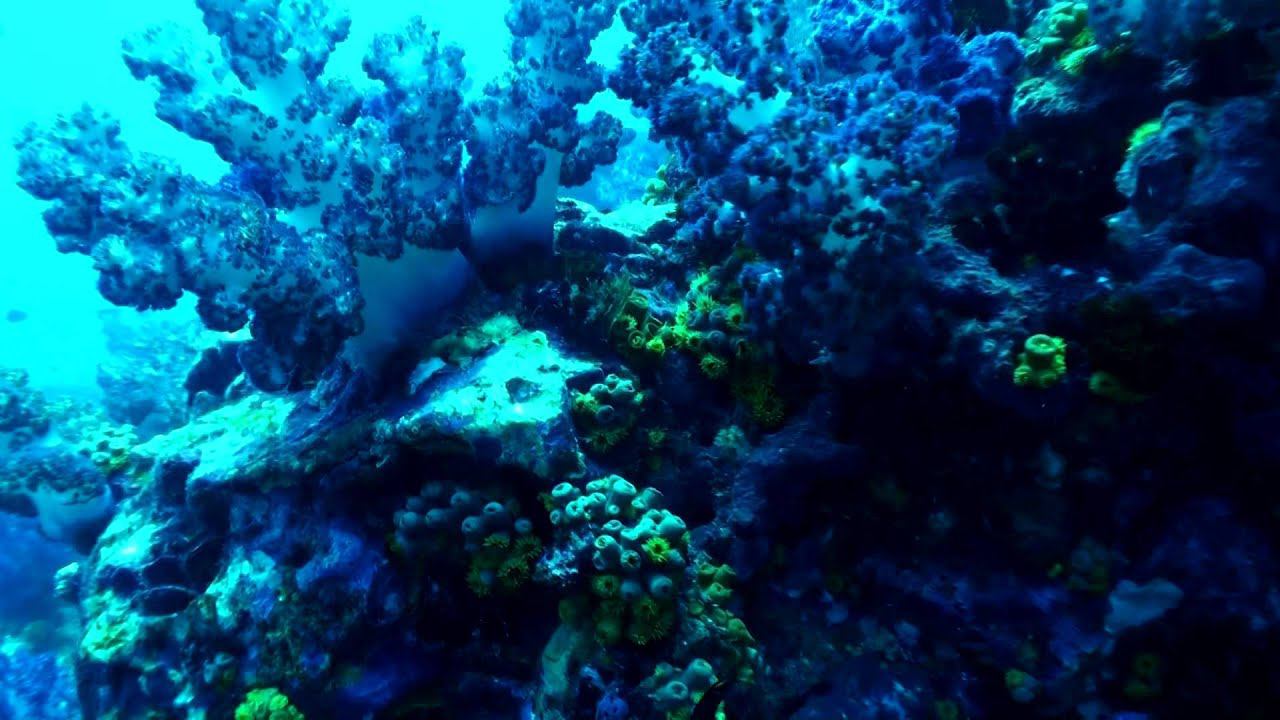 Diving on Richelieu Rock