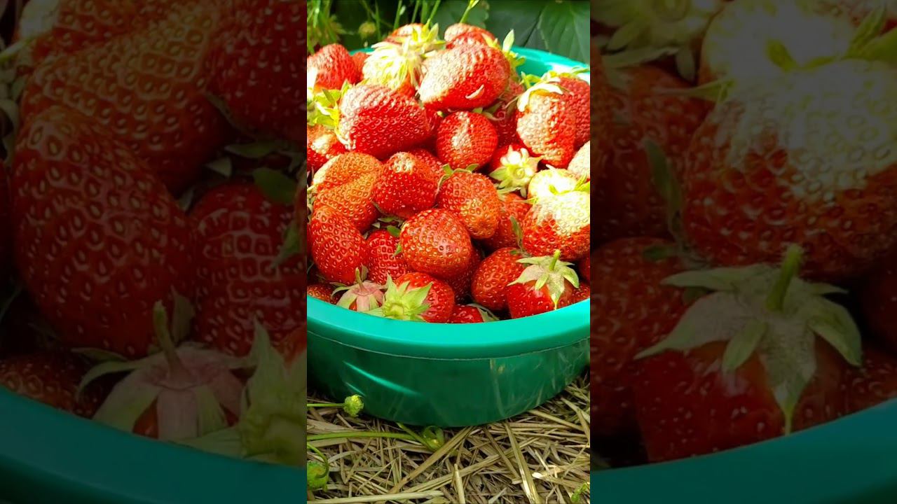 Созрела клубника, просто объедение #ягода #клубника #огород  #деревня