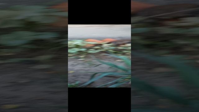 Милые котята играют