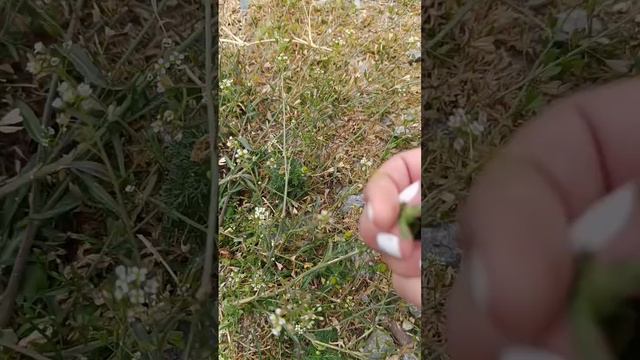 сбор ромашки лекарственной