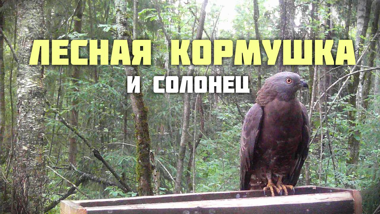 Лесная кормушка и солонец