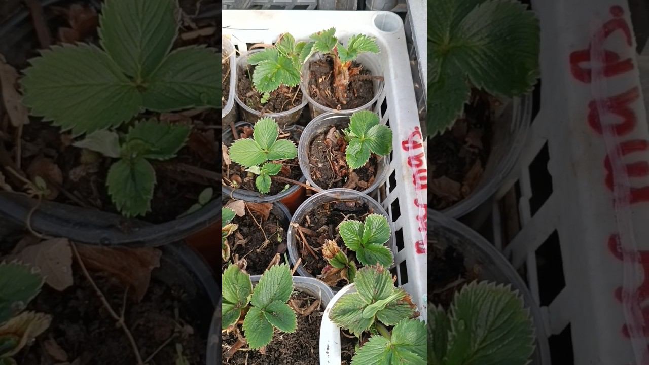 Решила не торопиться и еще подождать