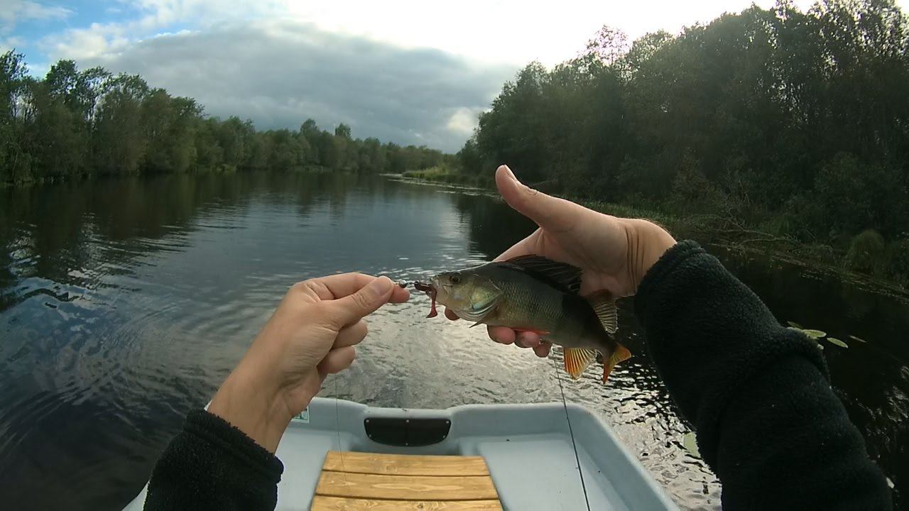 Keitech Swing Impact 2" cola (часть3) Ловля окуня