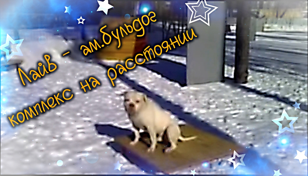 Лайв - американский бульдог
Комплекс. Выполнение команд на расстоянии.