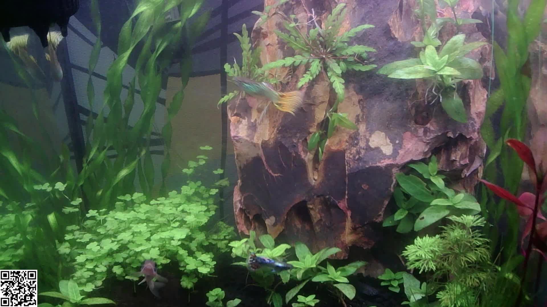 мой аквариум 30 литров под музыку