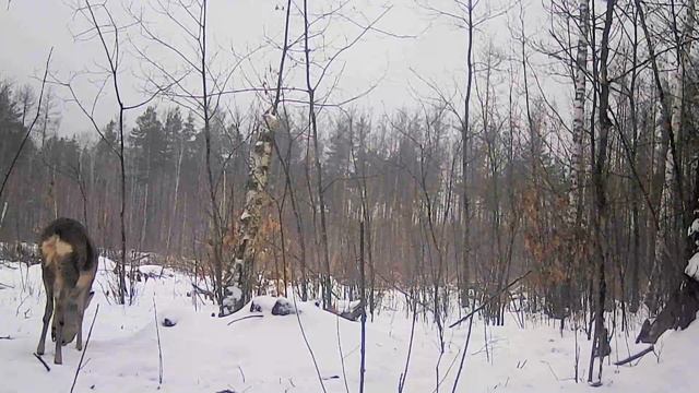 КОСУЛИ ЗИМОЙ