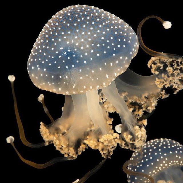 Р.Глиэр   Два дуэта для двух скрипок