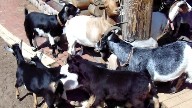 Эпизоды из жизни зоопарка.