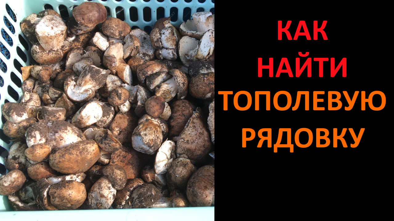 Учимся искать грибы * рядовка тополевая 2021 или секрет сбора грибов