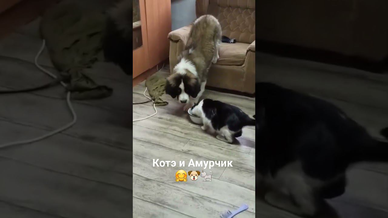 Котэ и Амурчик 13 февраля 2024 г.