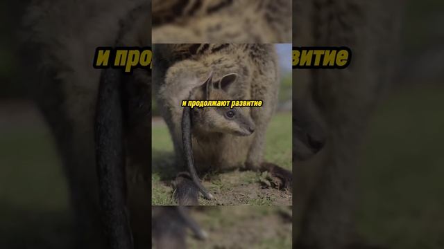 Зачем кенгуру нужна сумка???