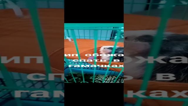 Гамак из старой кепки для крыса