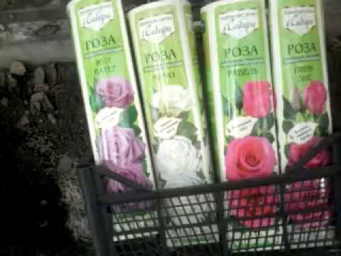 Обзор саженцев Семена Алтая 2019 - Часть 3 - Сажаем розы в Сибири