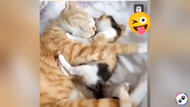 Забавные питомцы №68