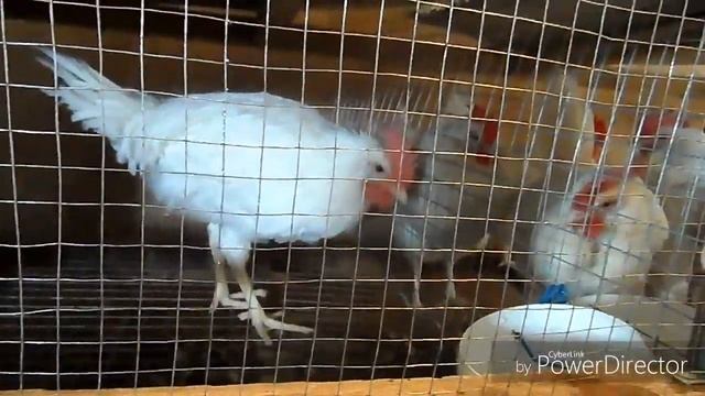 2019.Обзор-хозяйства-март