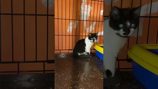 Настя необычная кошечка, нужен самый добрый человек? Спасена из автосервиса без одной лапки?
