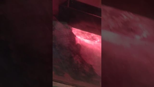 Жесть! Крокодилище! За стеклом Кайман Крокодиловый